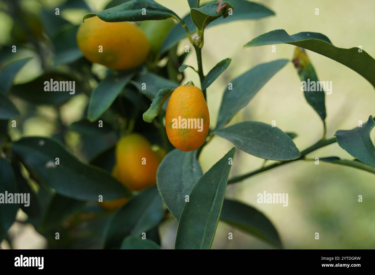 Fortunella margarita Kumquats ( or cumquats ) foliage and Oval fruits ...