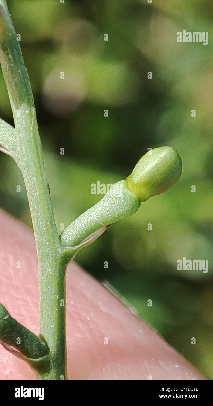 common ramping-fumitory (Fumaria muralis Stock Photo - Alamy