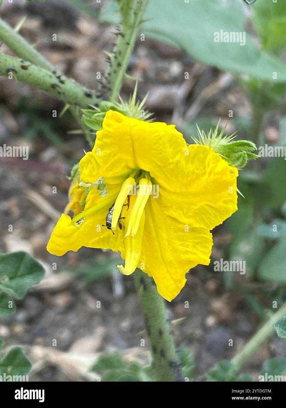 buffalo-bur (Solanum rostratum Stock Photo - Alamy