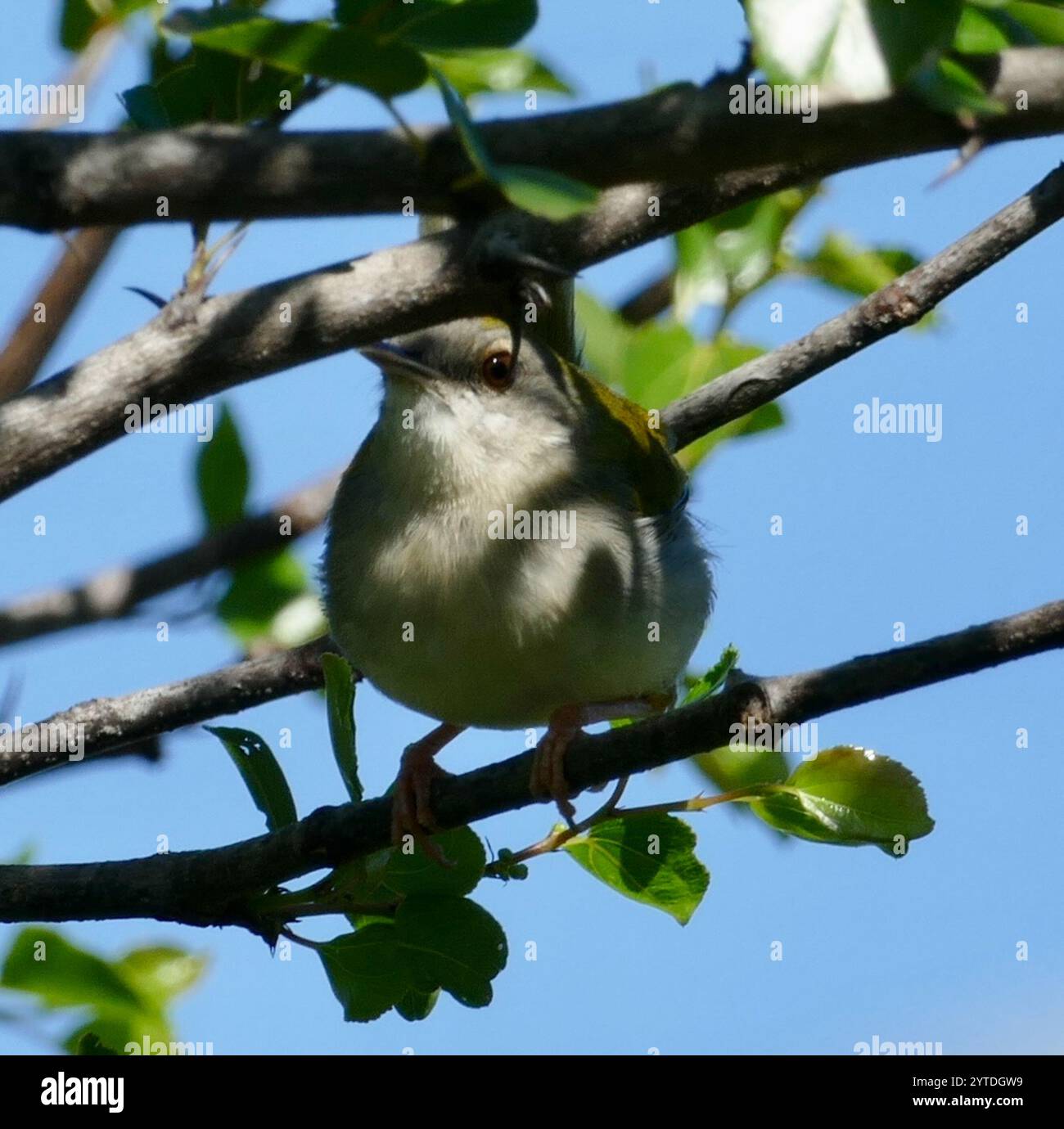 Green-backed Camaroptera (Camaroptera brachyura Stock Photo - Alamy