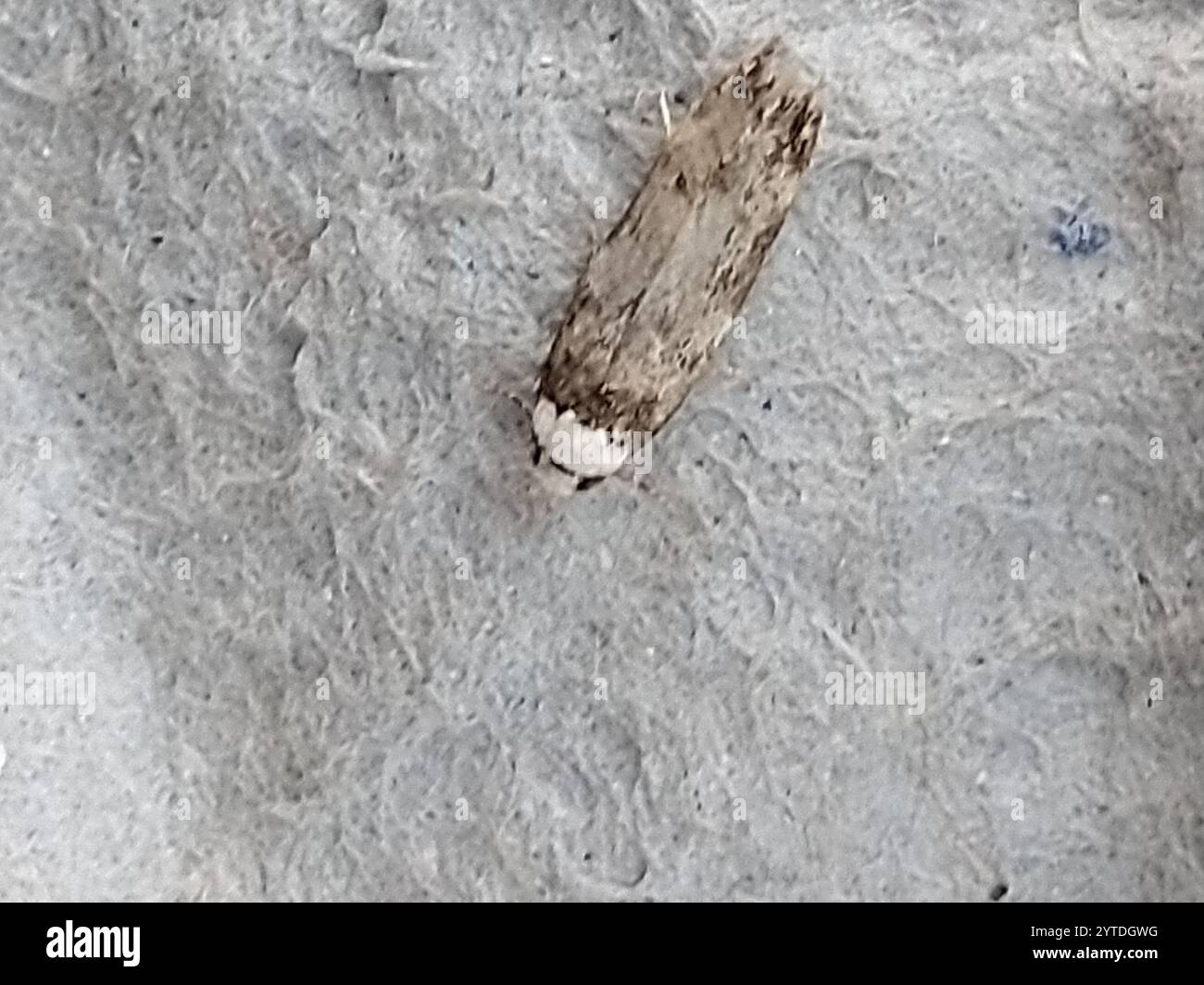White shouldered moth hi-res stock photography and images - Alamy