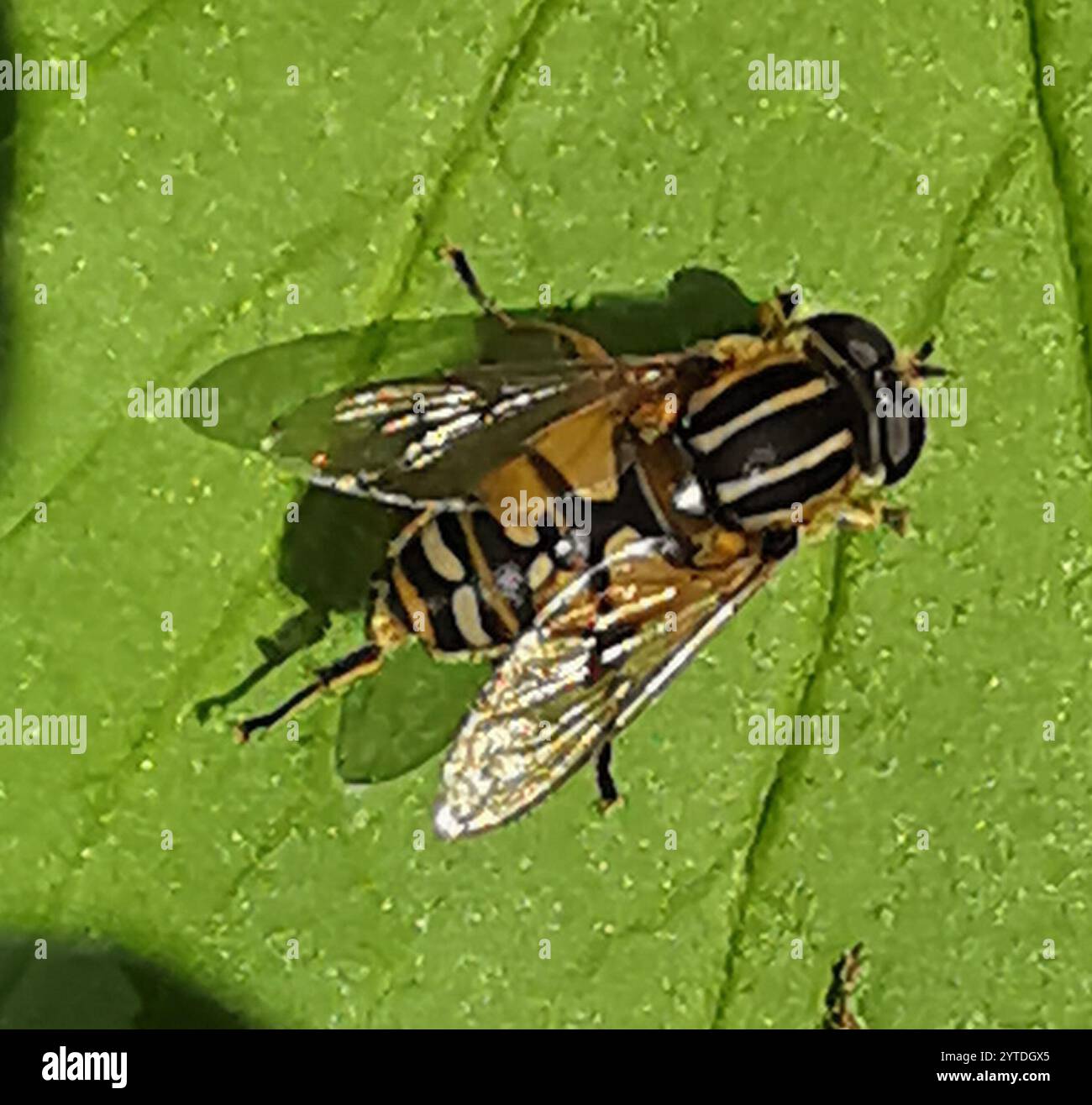 Sun Fly (Helophilus pendulus Stock Photo - Alamy