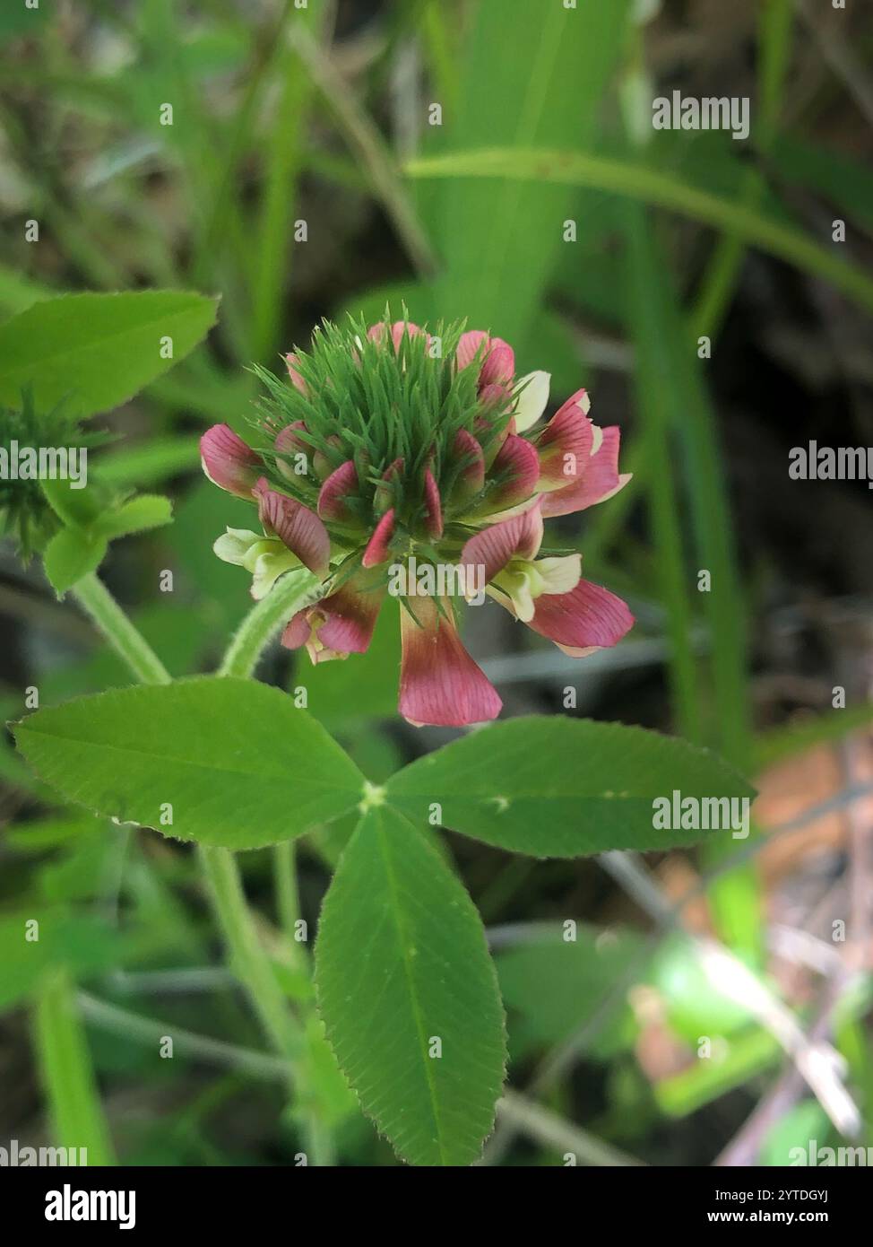 buffalo clover (Trifolium reflexum Stock Photo - Alamy