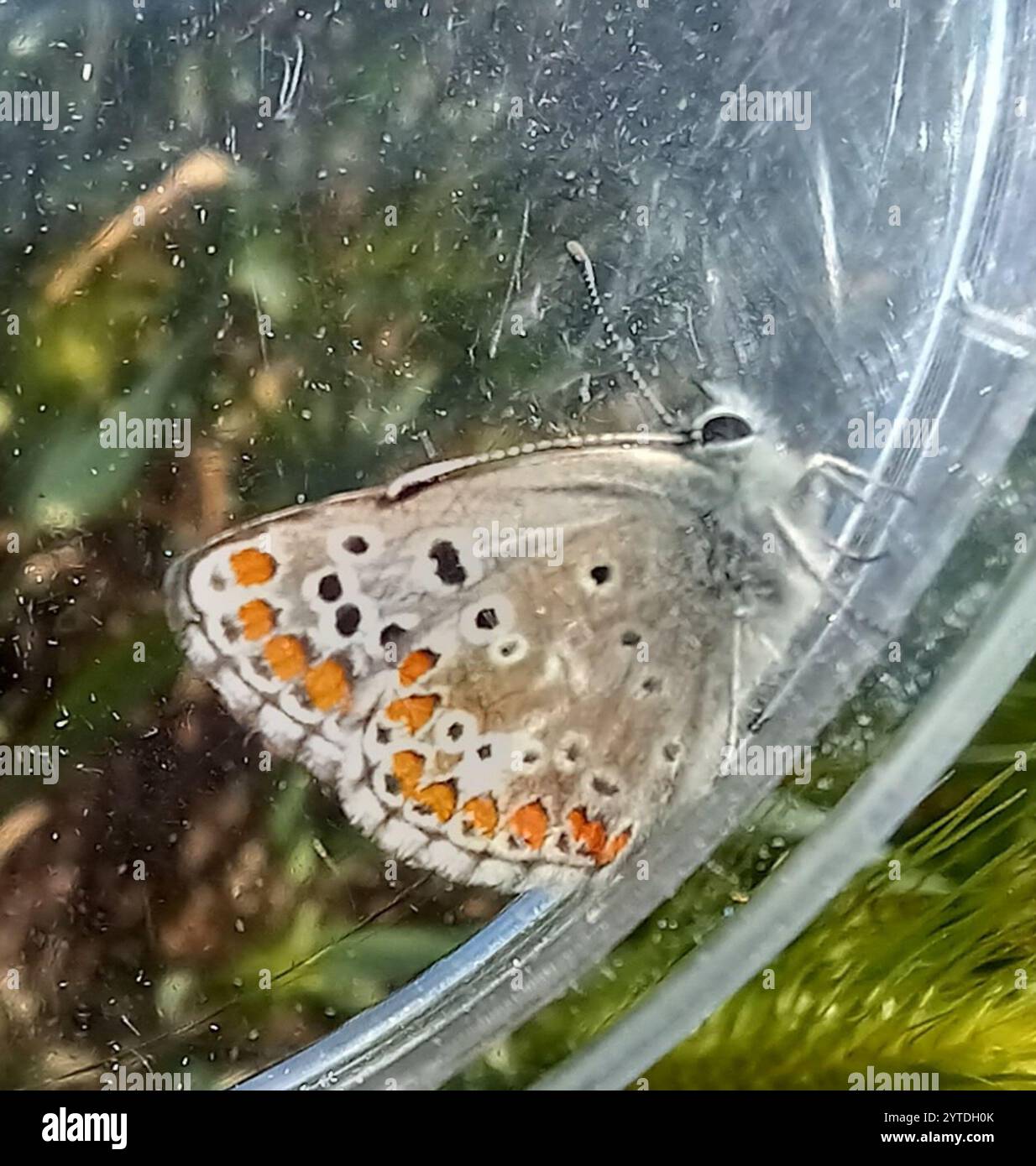 Southern Brown Argus (Aricia cramera Stock Photo - Alamy