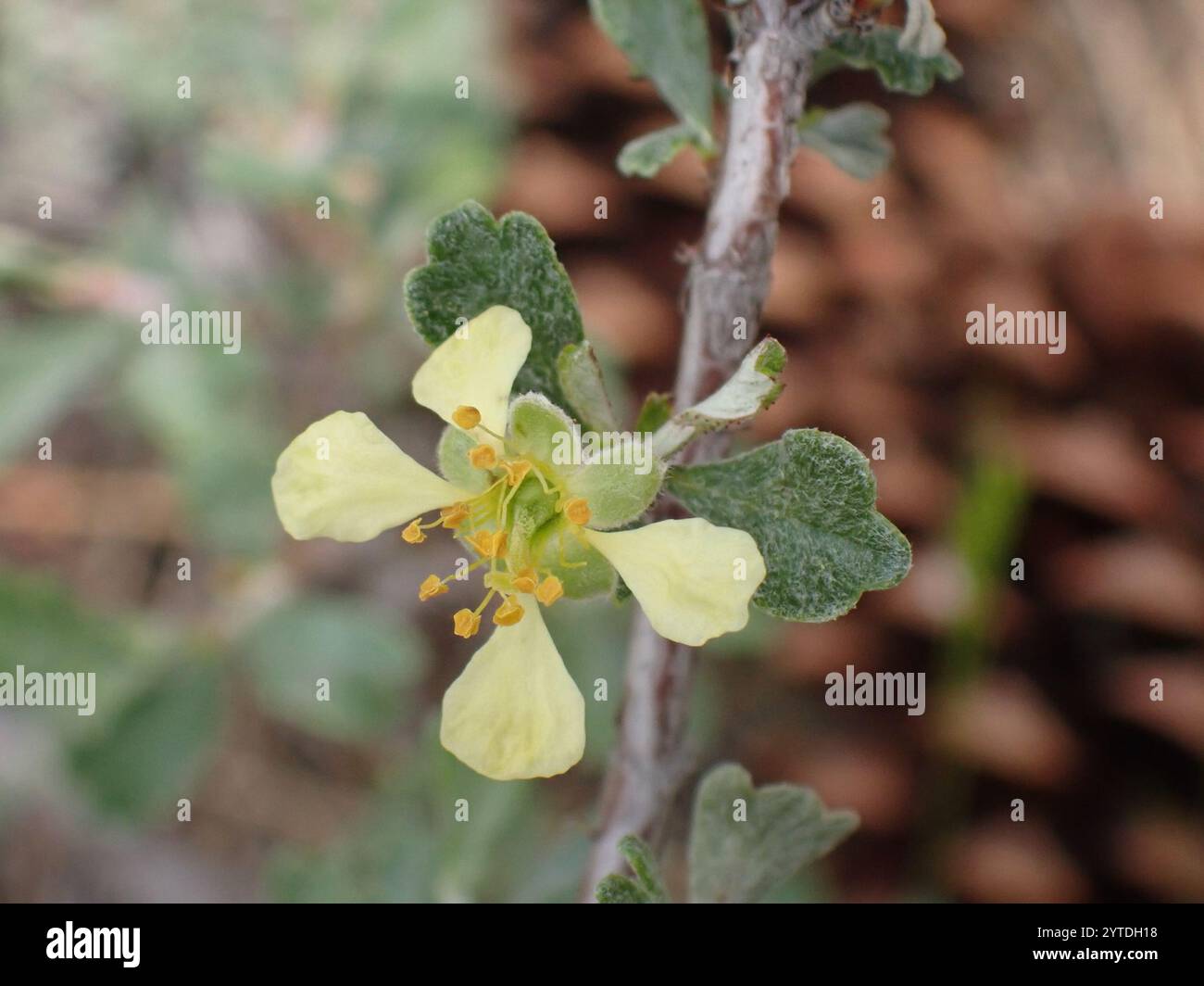 Antelope Bitterbrush (Purshia tridentata Stock Photo - Alamy