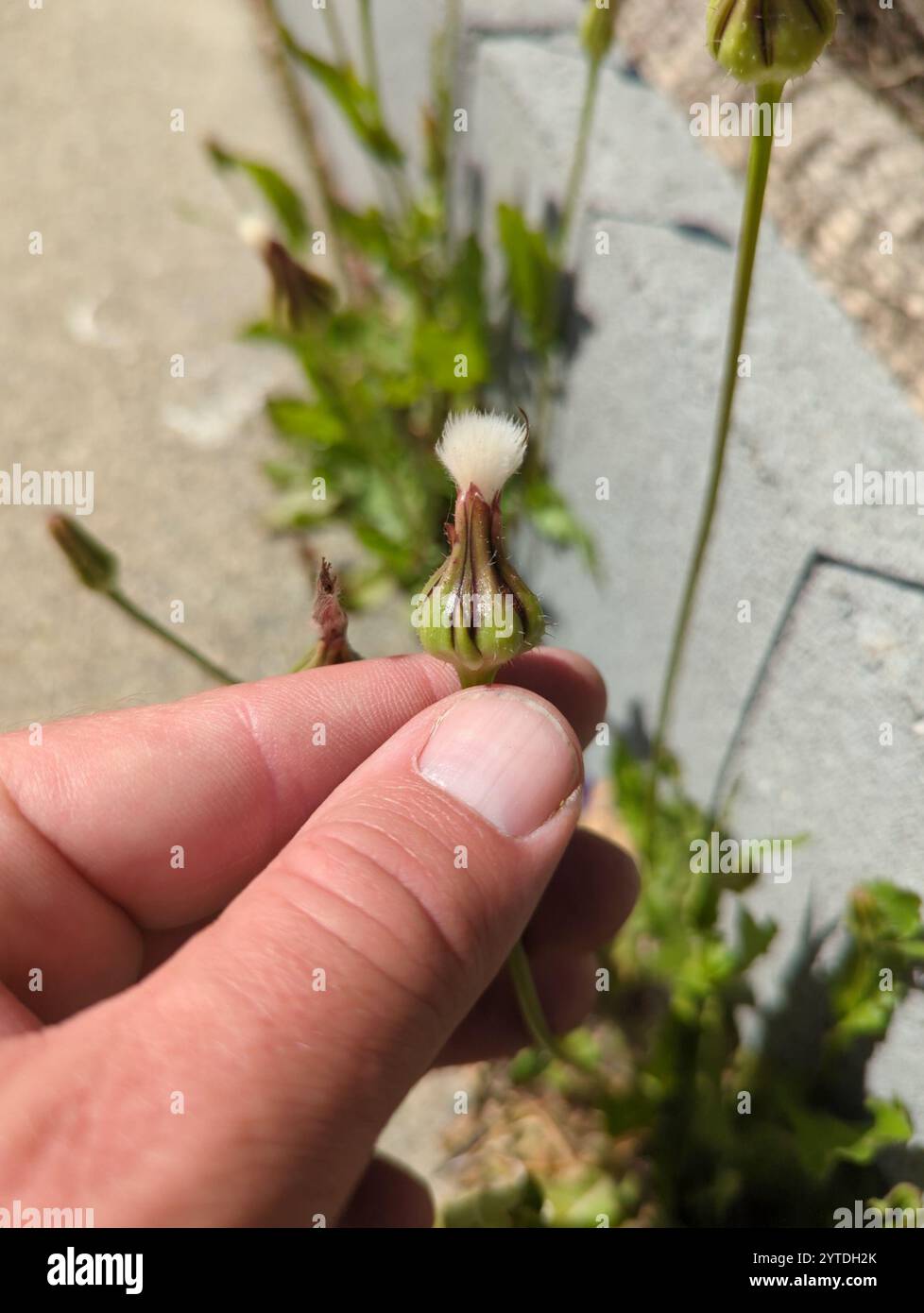 False Hawkbit (Urospermum picroides Stock Photo - Alamy