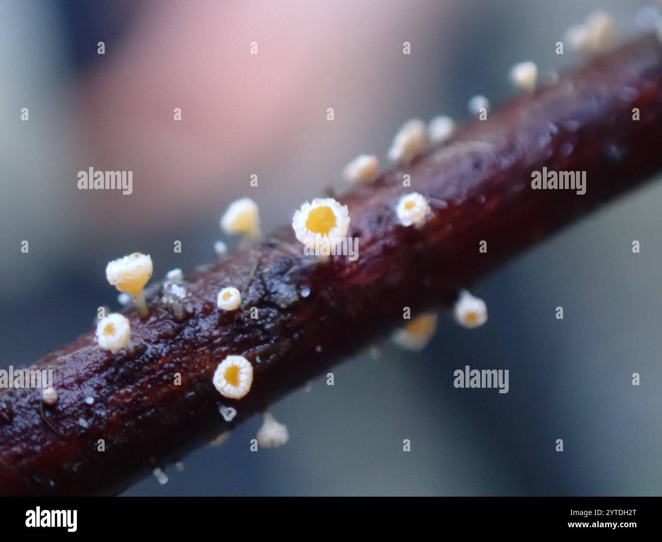 Lachnellula hi-res stock photography and images - Alamy