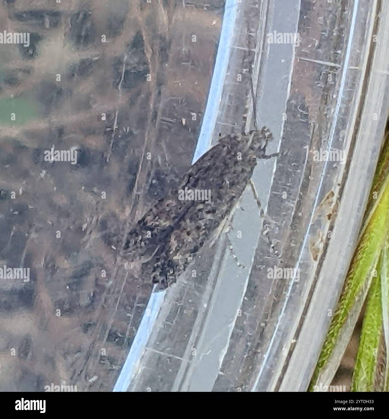 Twirler Moths (Gelechiidae Stock Photo - Alamy