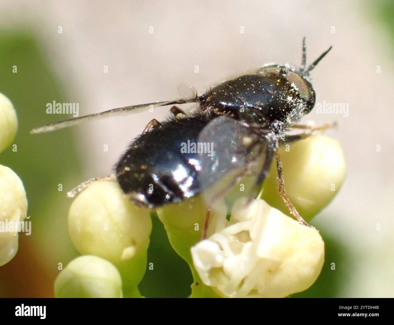 Black Colonel (Odontomyia tigrina Stock Photo - Alamy
