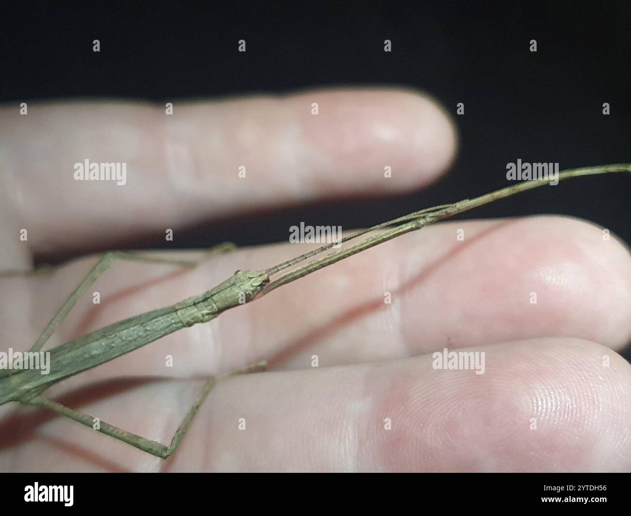 Stick Insects (Phasmida Stock Photo - Alamy