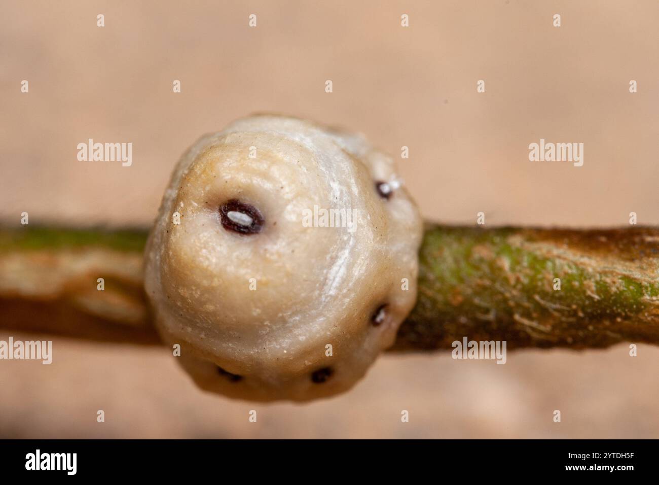 Wax Scales (Ceroplastes Stock Photo - Alamy