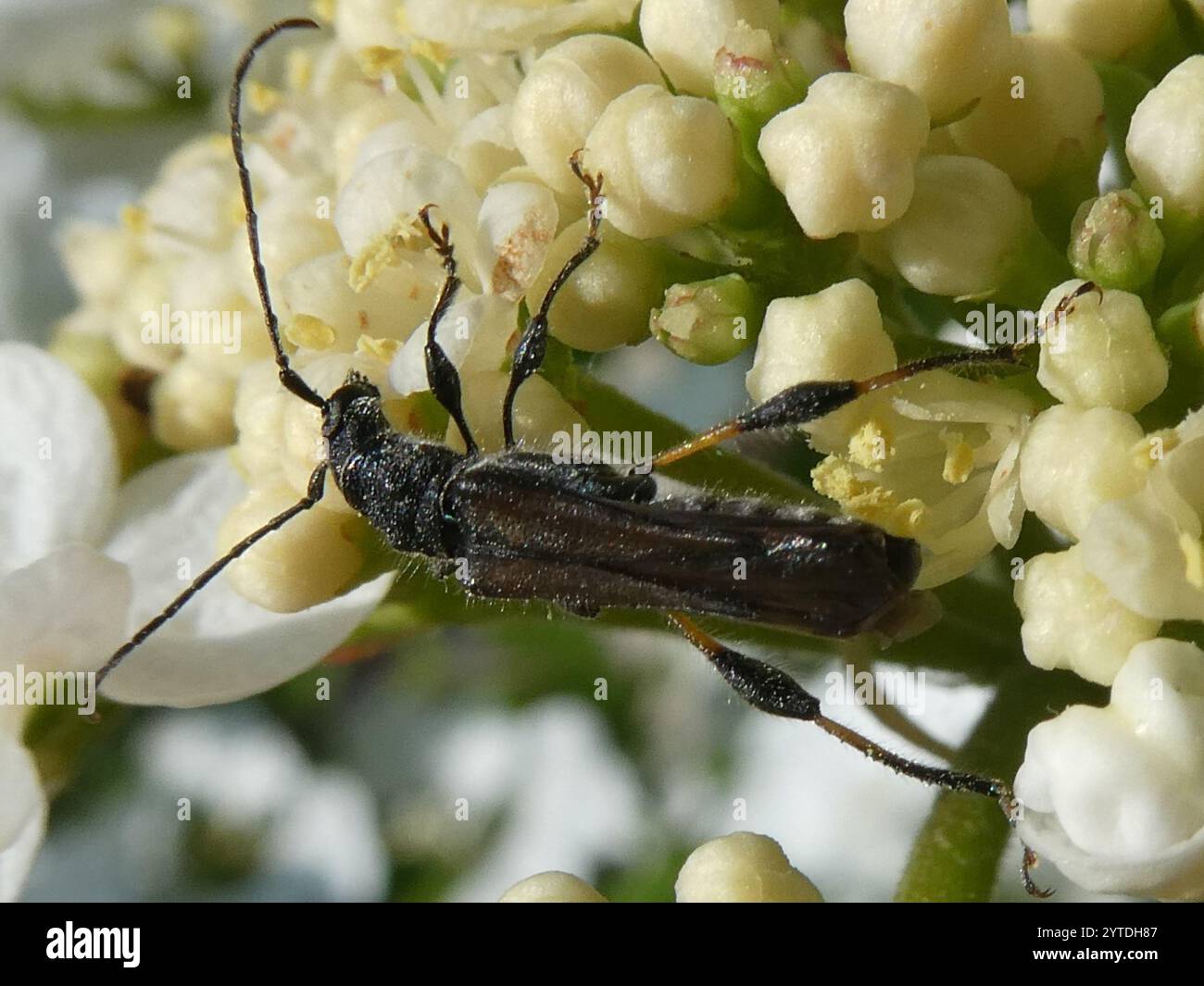 Blood-necked Longhorn Beetle (Callimoxys sanguinicollis Stock Photo - Alamy