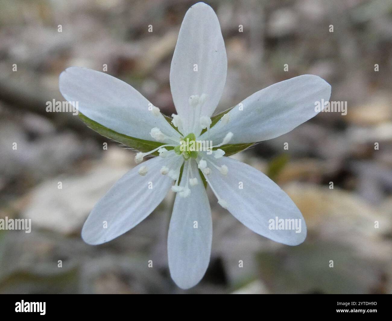 sharp-lobed hepatica (Hepatica acutiloba Stock Photo - Alamy