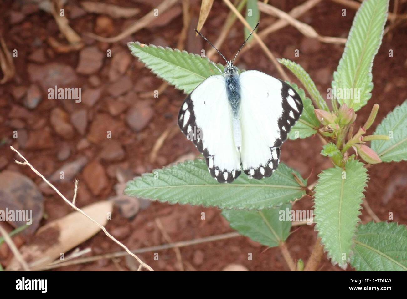 African Common White (Belenois creona severina Stock Photo - Alamy