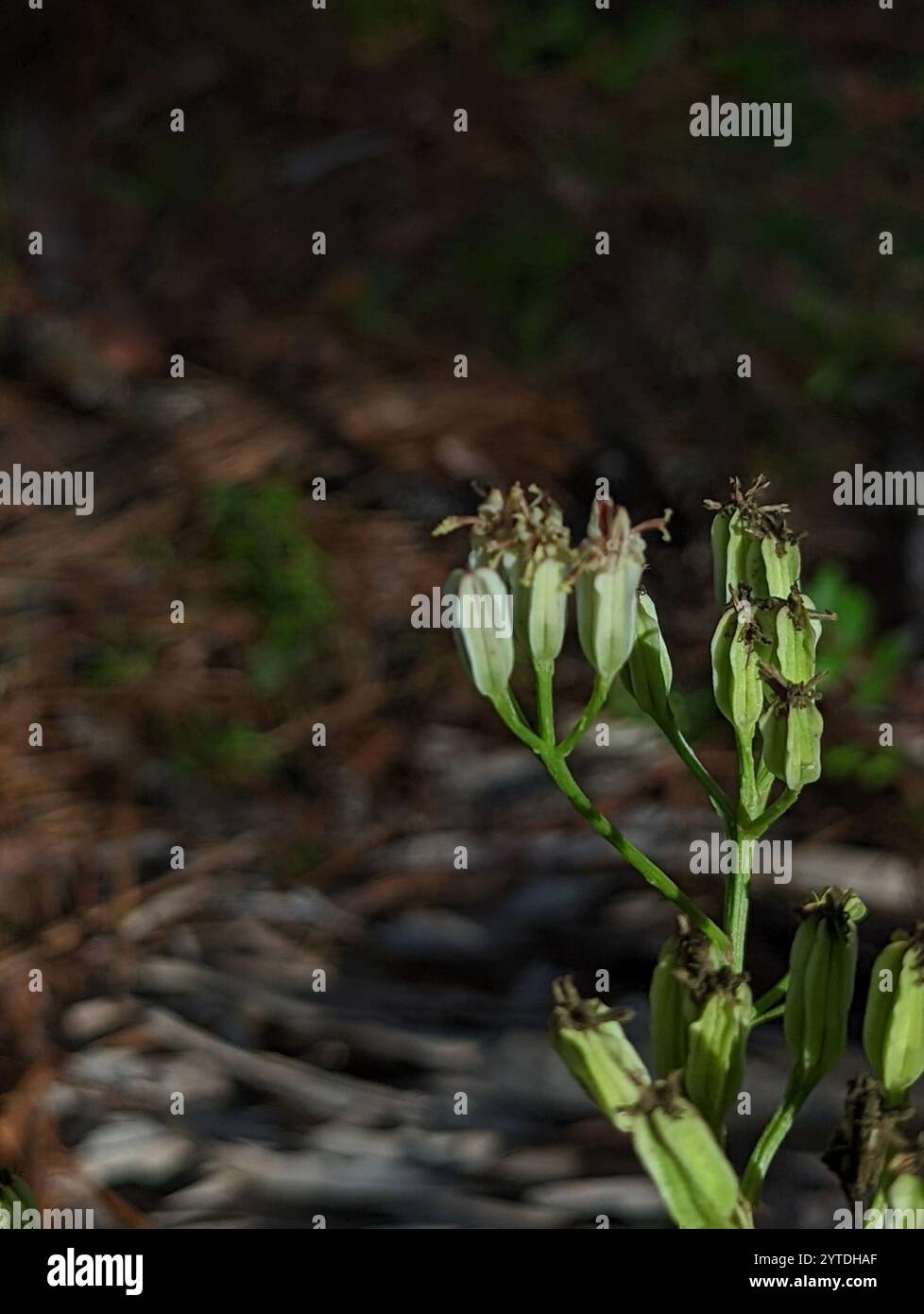 Florida Indian Plantain (Arnoglossum floridanum Stock Photo - Alamy