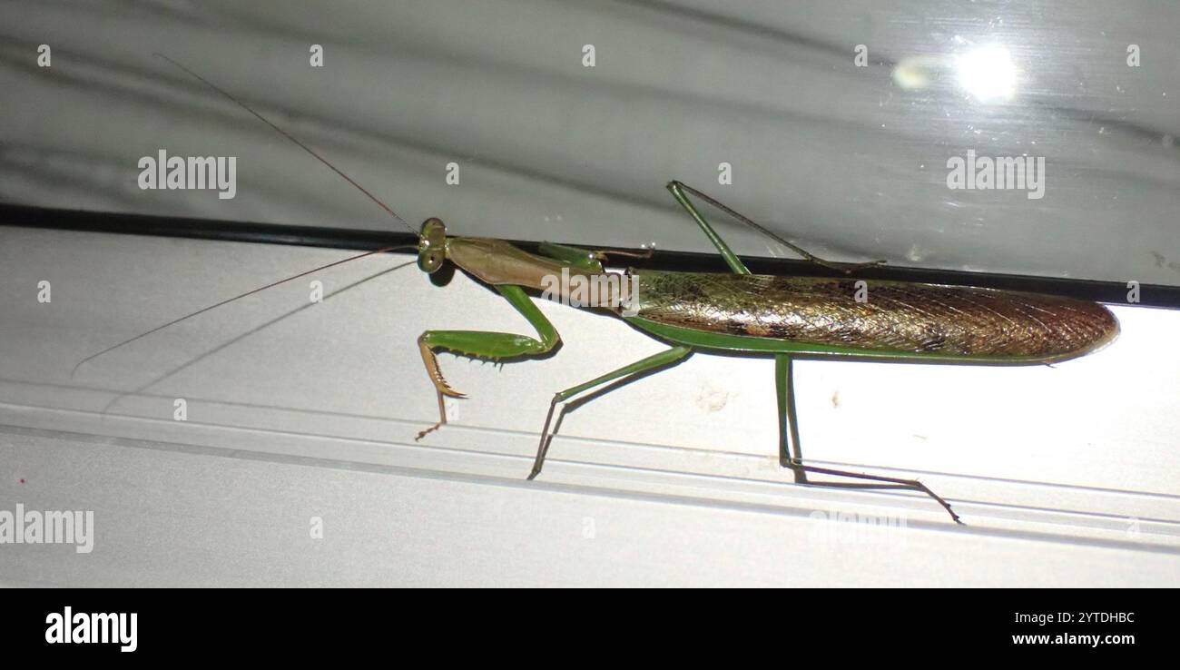 Polyspilota aeruginosa hi-res stock photography and images - Alamy