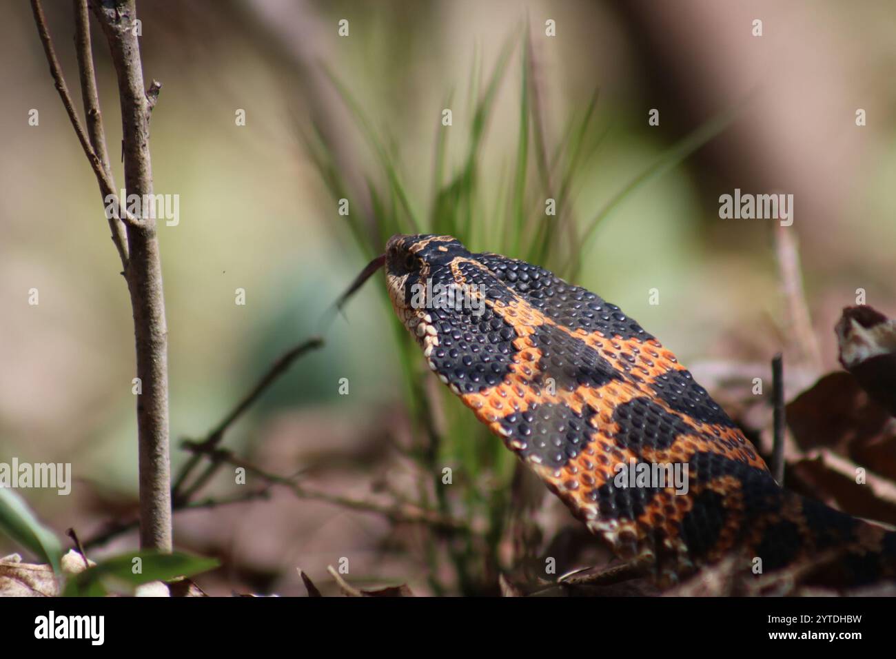 Eastern Hognose Snake (Heterodon platirhinos Stock Photo - Alamy
