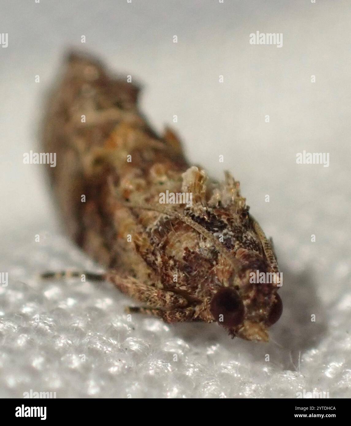 False Codling Moth (Thaumatotibia leucotreta Stock Photo - Alamy