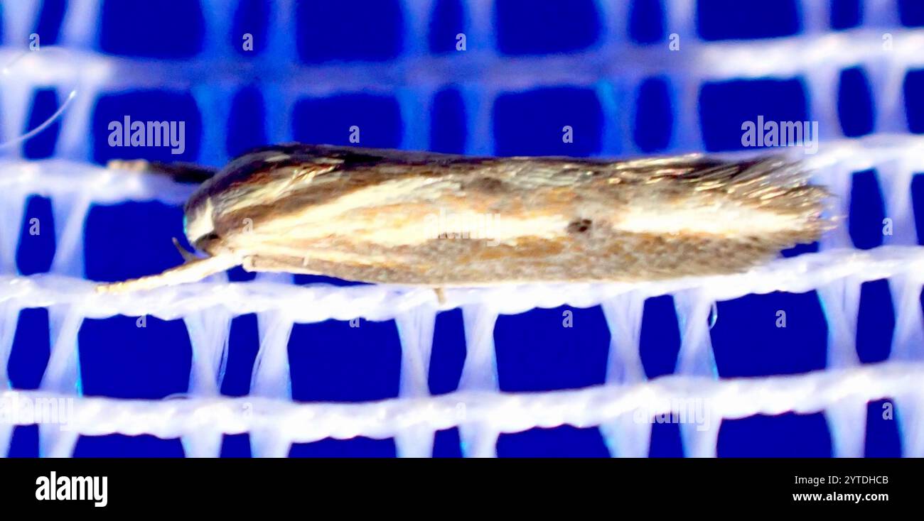 Curved-horn Moths (Gelechioidea Stock Photo - Alamy