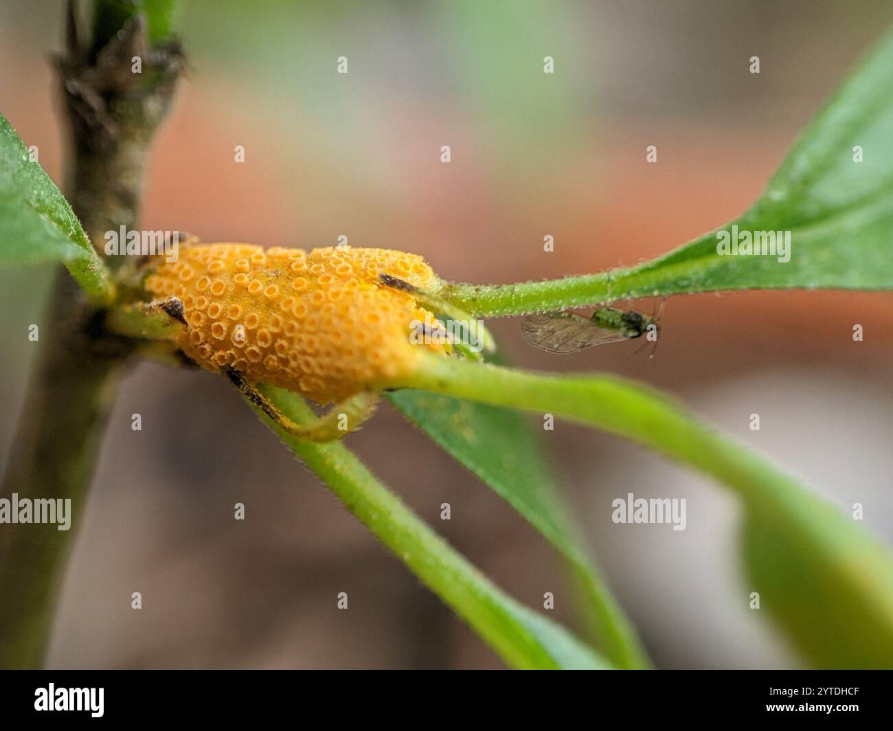 Crown Rust (Puccinia coronata Stock Photo - Alamy