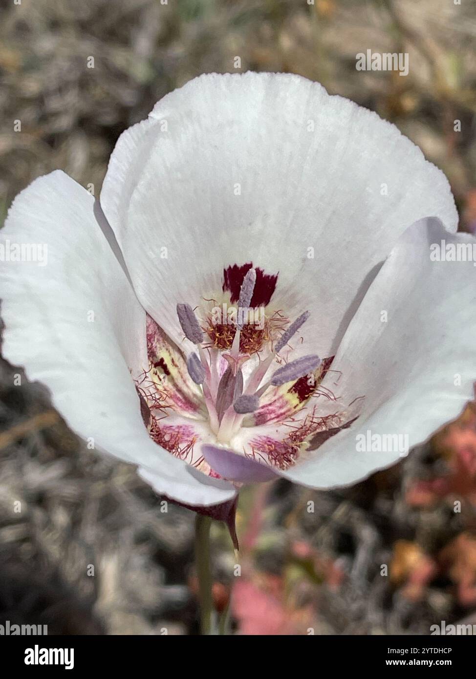clay mariposa lily (Calochortus argillosus Stock Photo - Alamy