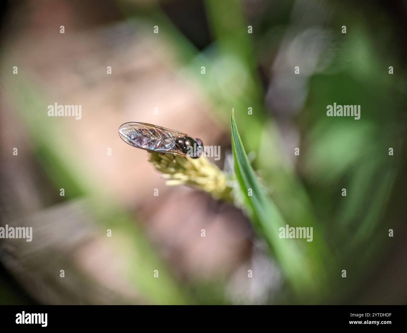 Variable Duskyface Fly (Melanostoma mellinum Stock Photo - Alamy
