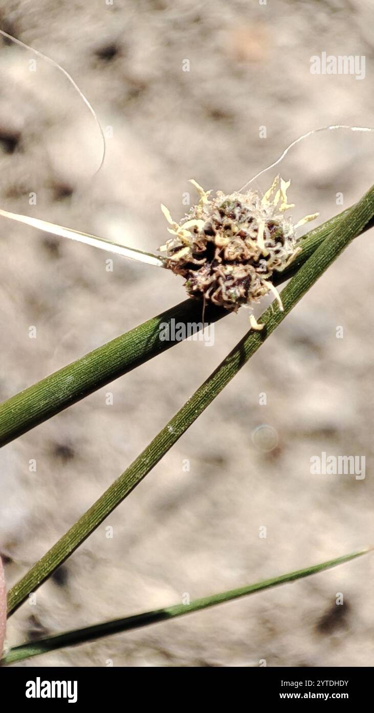 Round-headed Clubrush (Scirpoides holoschoenus Stock Photo - Alamy