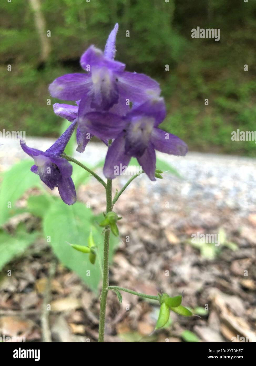 dwarf larkspur (Delphinium tricorne Stock Photo - Alamy
