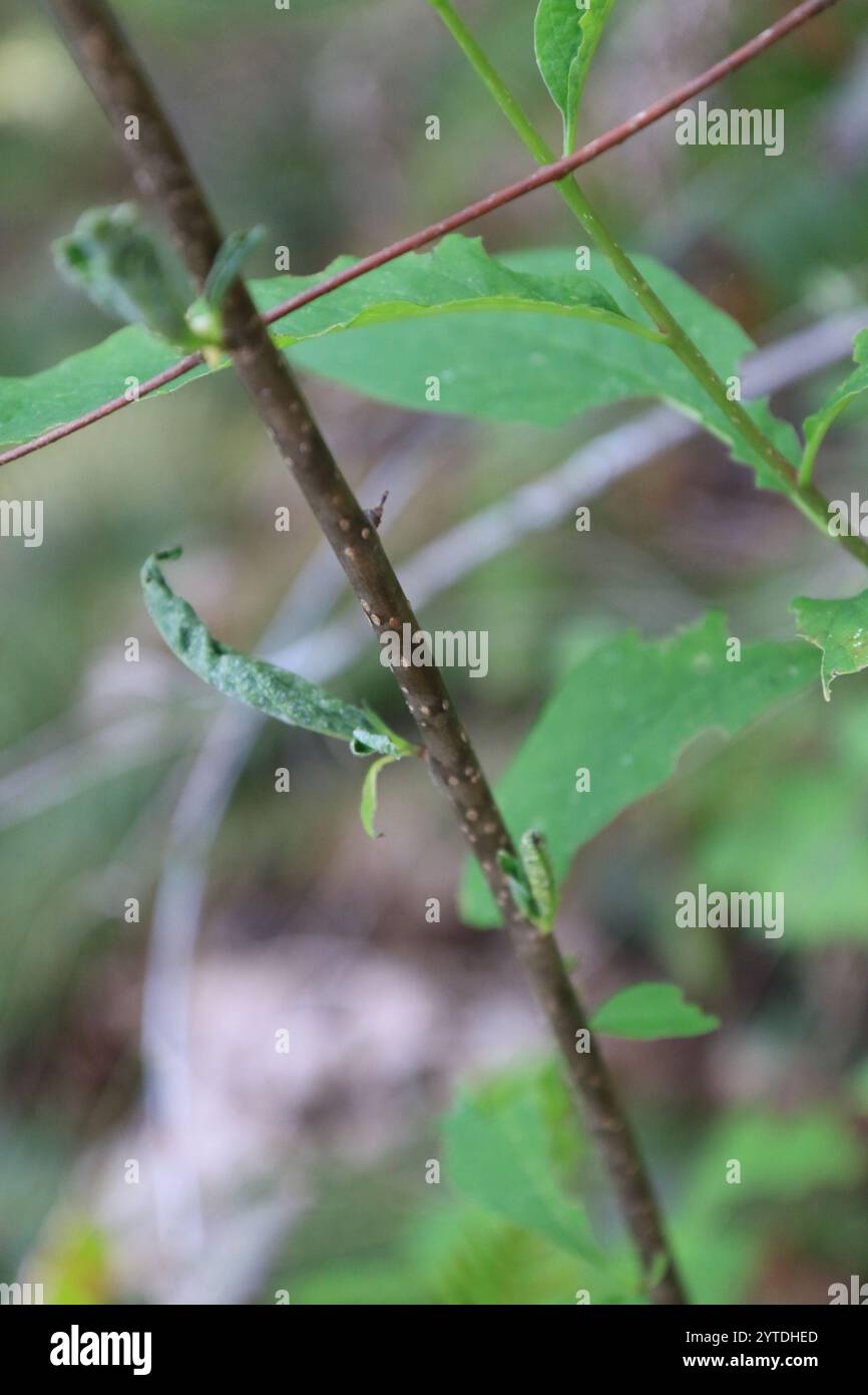 Osoberry (Oemleria cerasiformis Stock Photo - Alamy