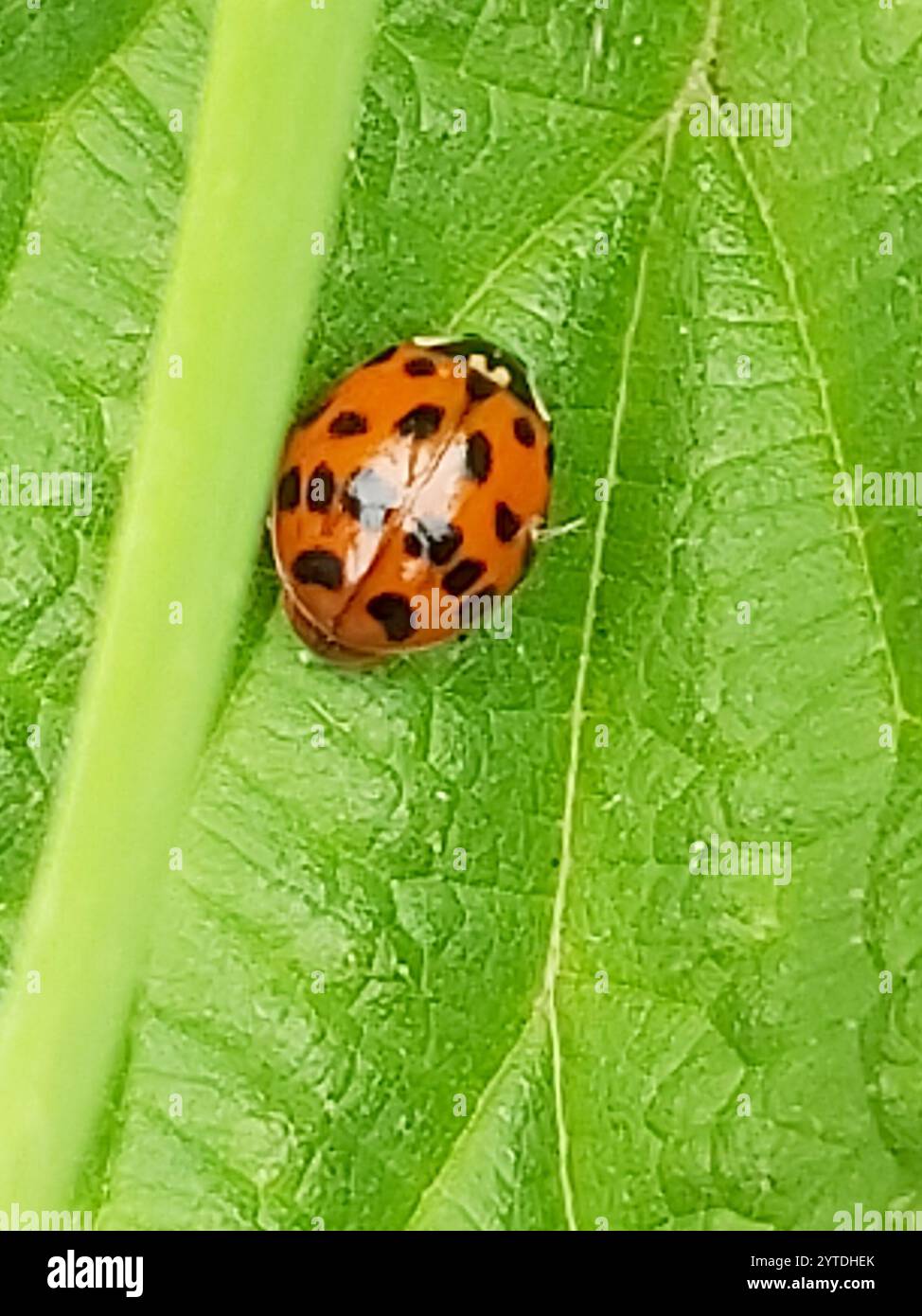 Asian Lady Beetle (Harmonia axyridis Stock Photo - Alamy