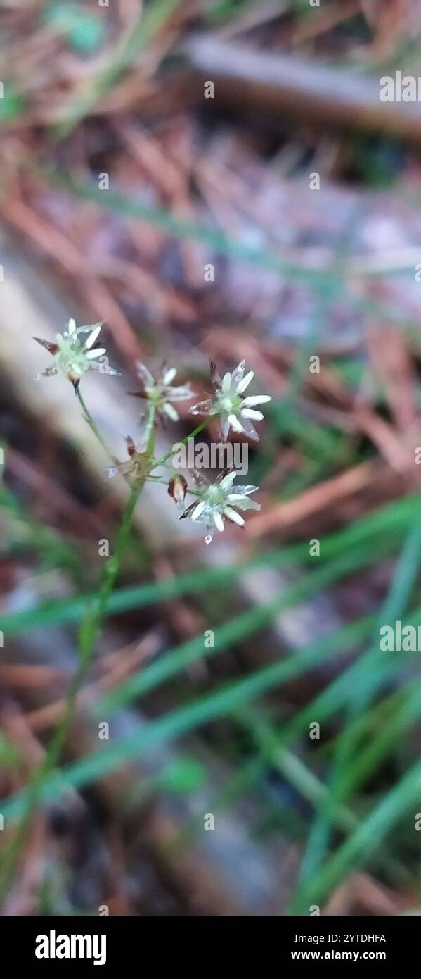 Hairy Woodrush (Luzula pilosa Stock Photo - Alamy