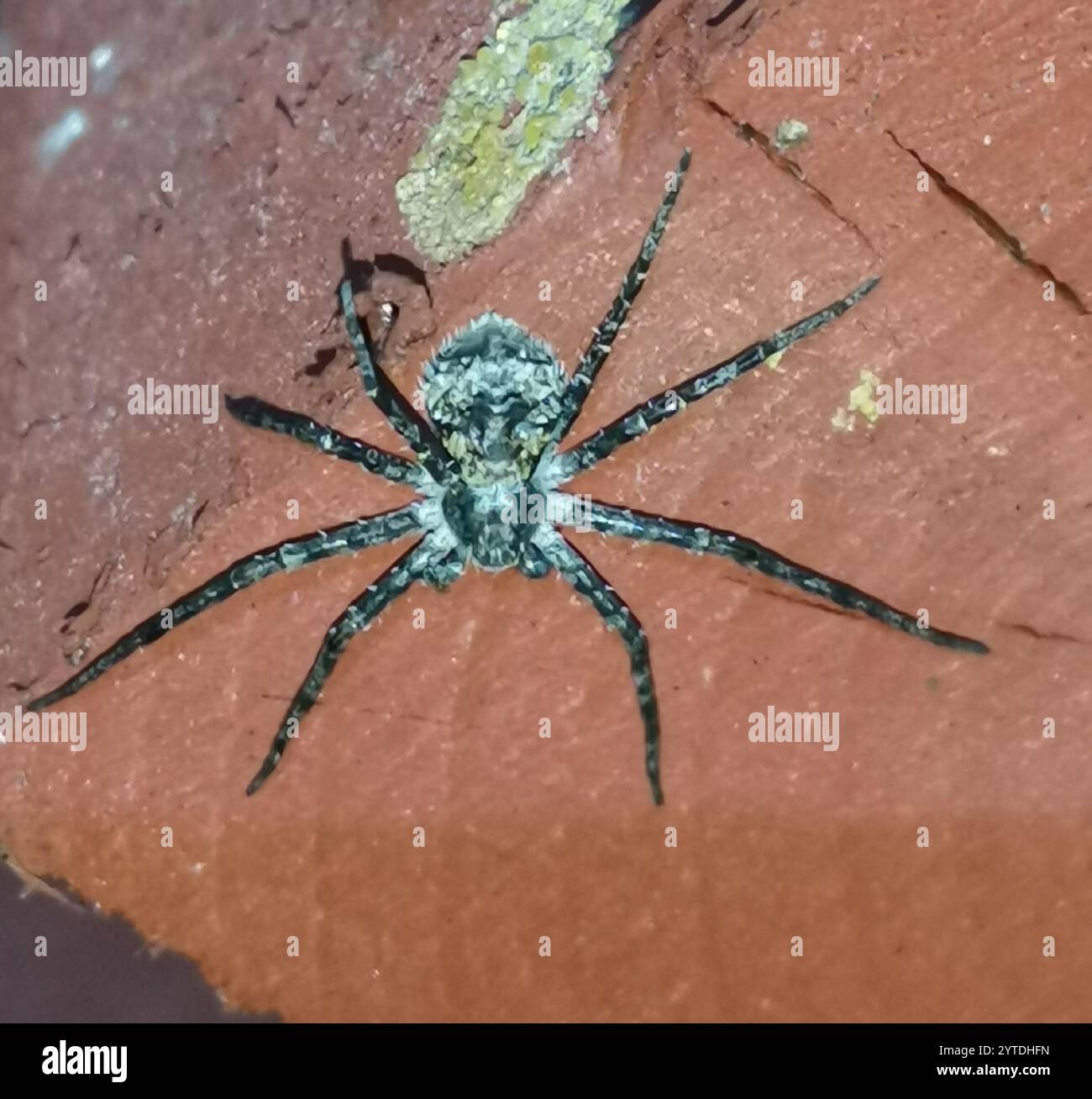Lichen Running Spider (Philodromus margaritatus Stock Photo - Alamy