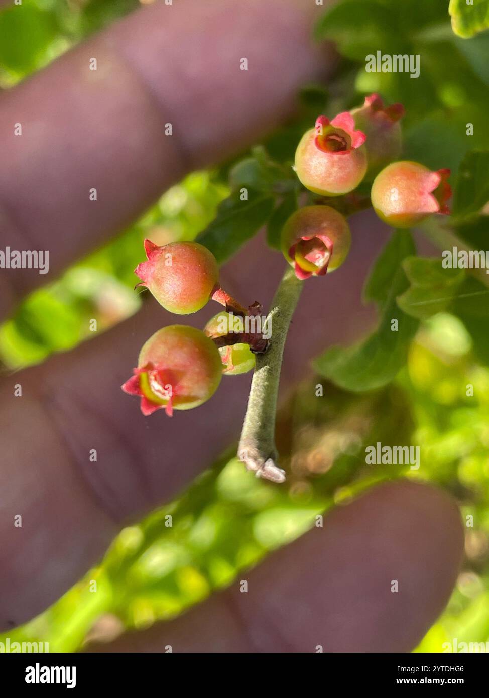 dwarf huckleberry (Gaylussacia dumosa Stock Photo - Alamy
