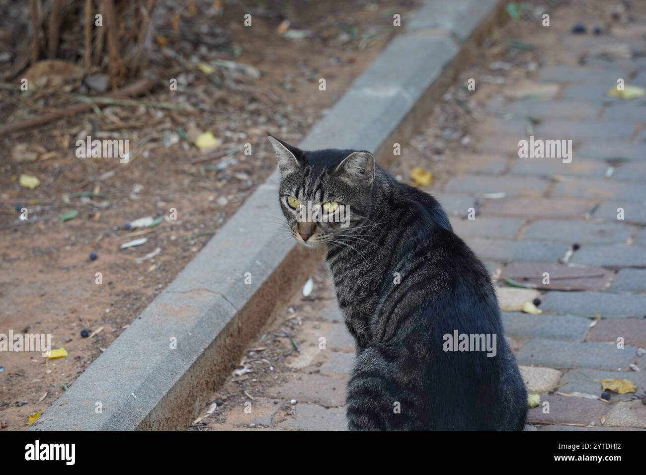 Cat that lives on the street hi-res stock photography and images - Alamy