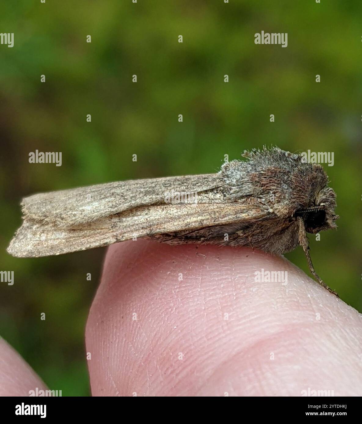 Variegated Cutworm Moth (Peridroma saucia Stock Photo - Alamy