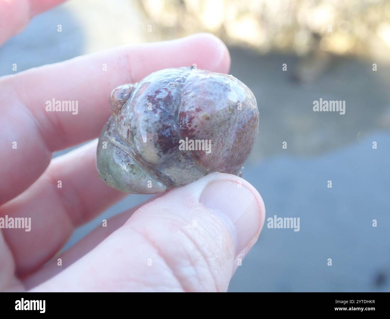 Common atlantic slippersnail hi-res stock photography and images - Alamy