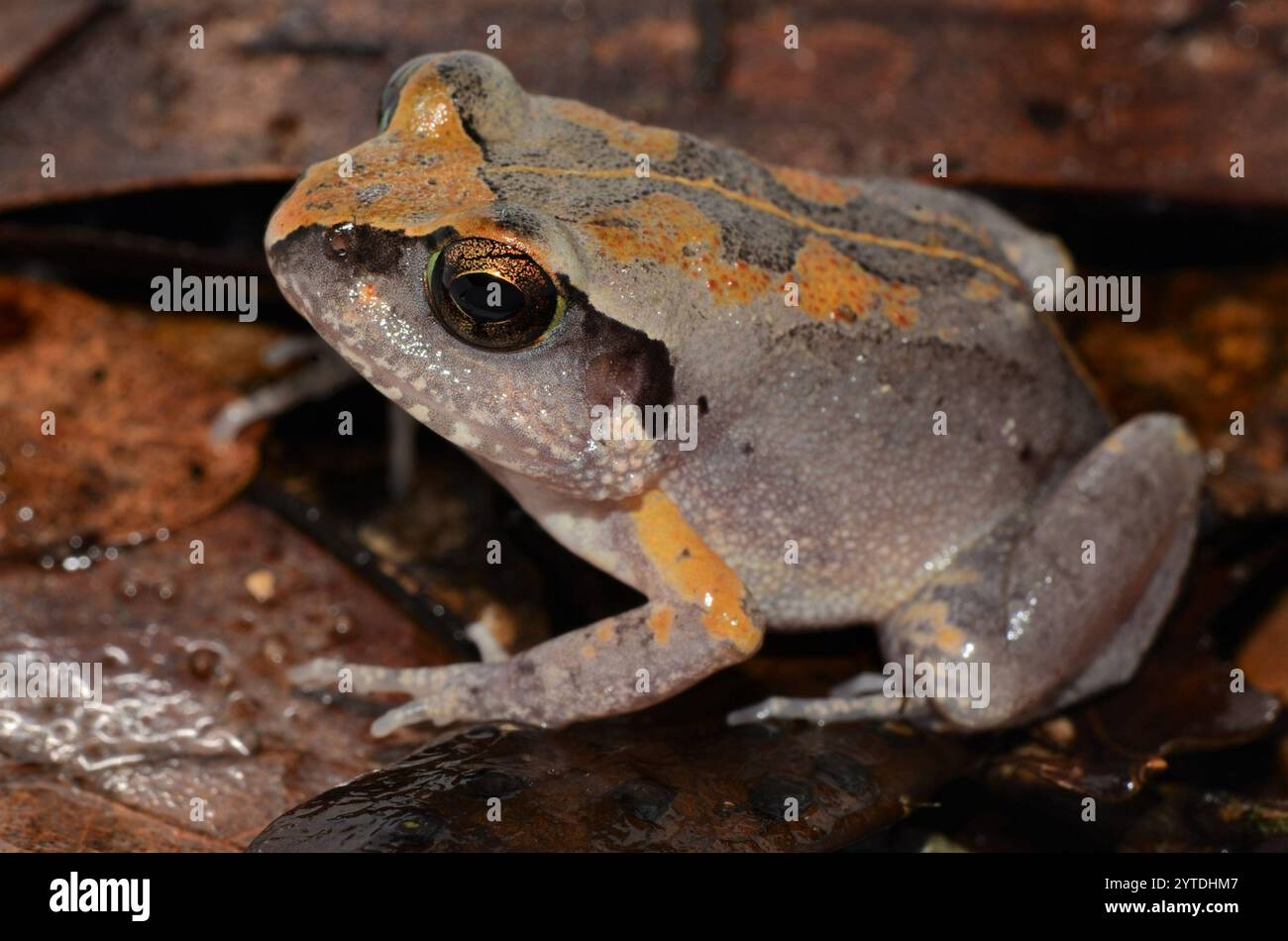 Common Squeaker (Arthroleptis stenodactylus Stock Photo - Alamy