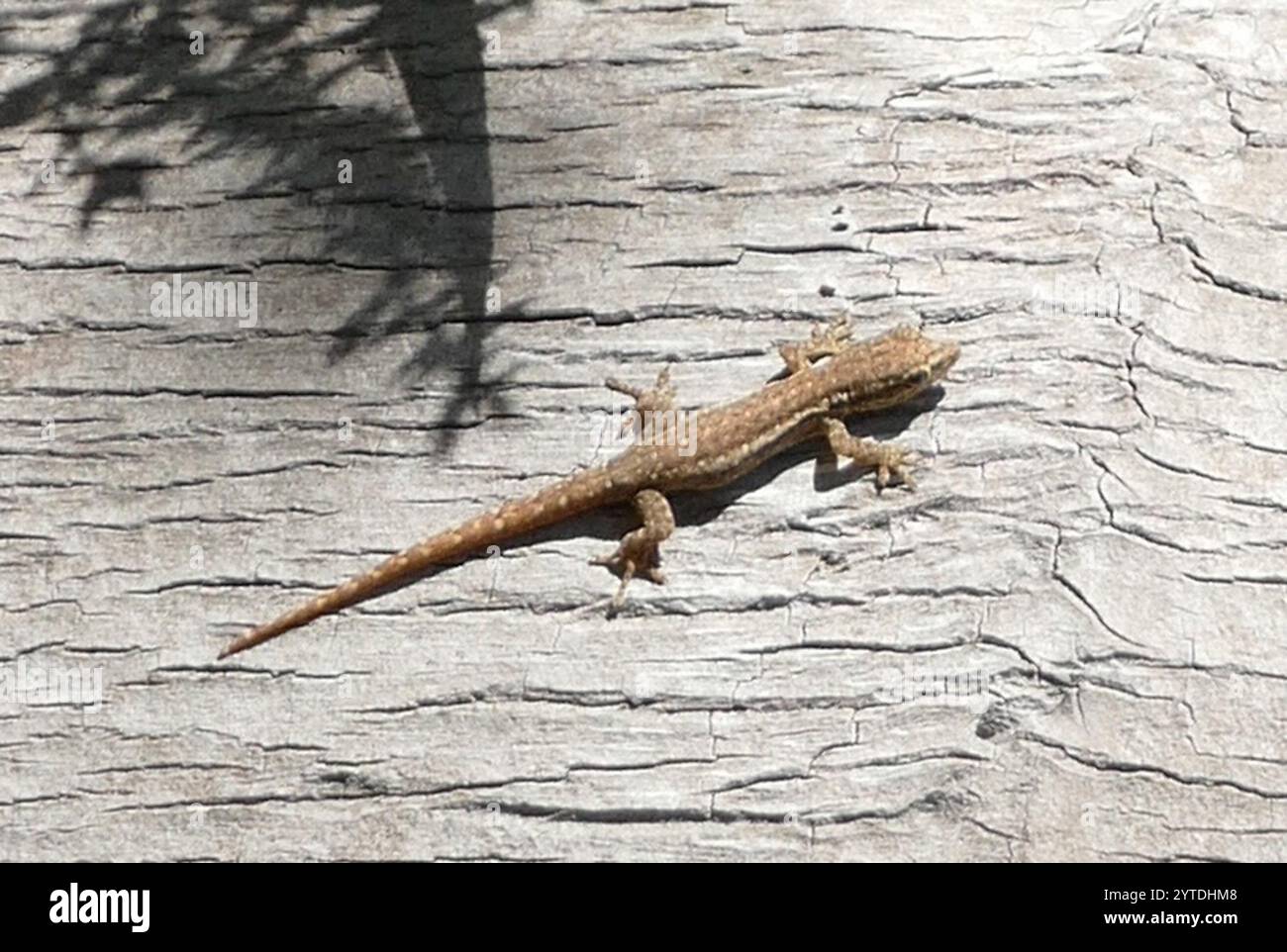 Common Dwarf Gecko (Lygodactylus capensis Stock Photo - Alamy