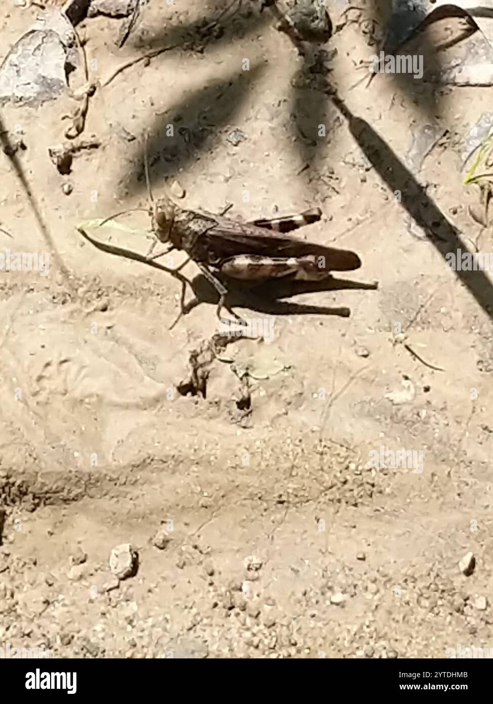 Sulphur-winged Grasshopper (Arphia sulphurea Stock Photo - Alamy