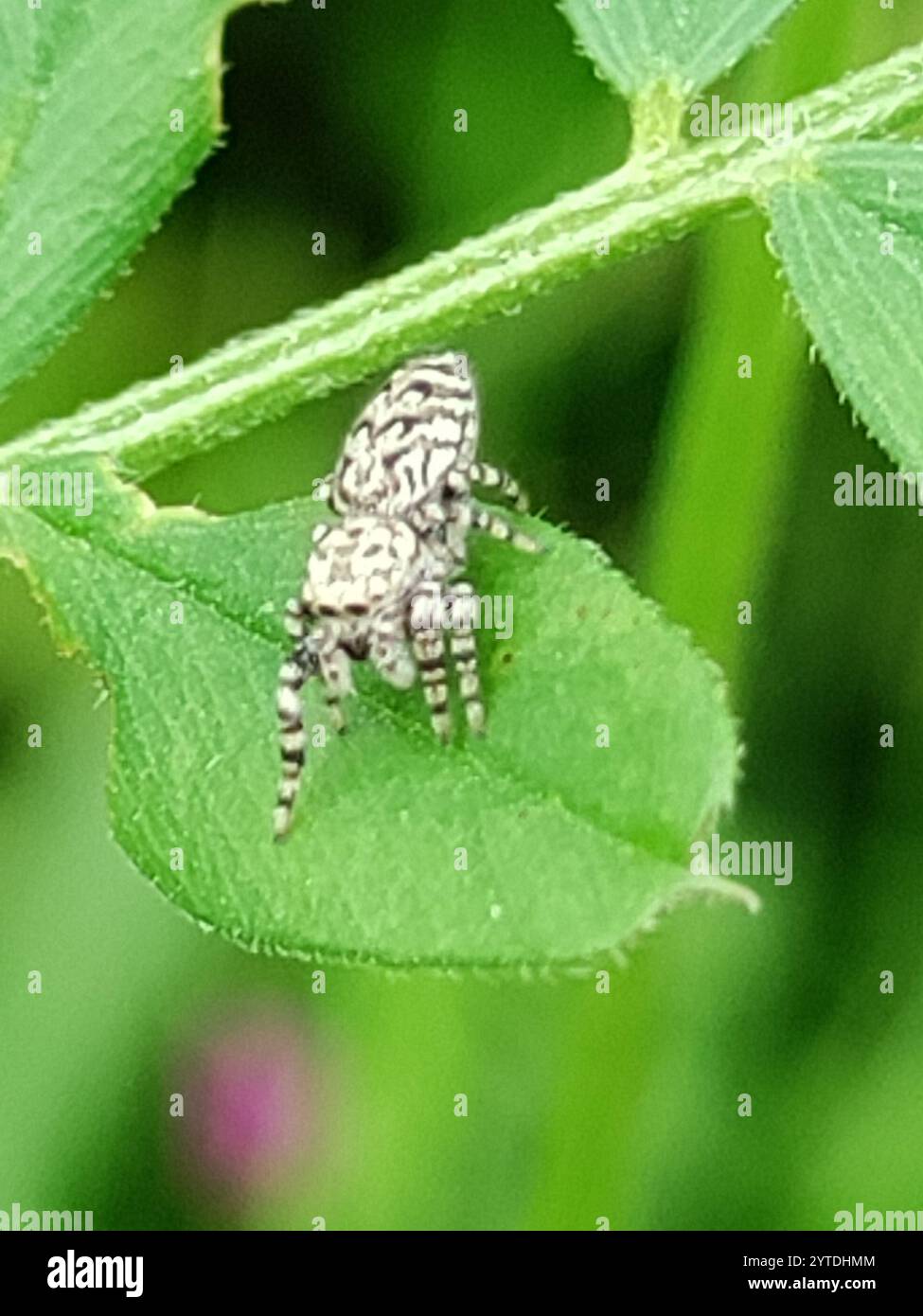 Peppered Jumping Spider (Pelegrina galathea Stock Photo - Alamy