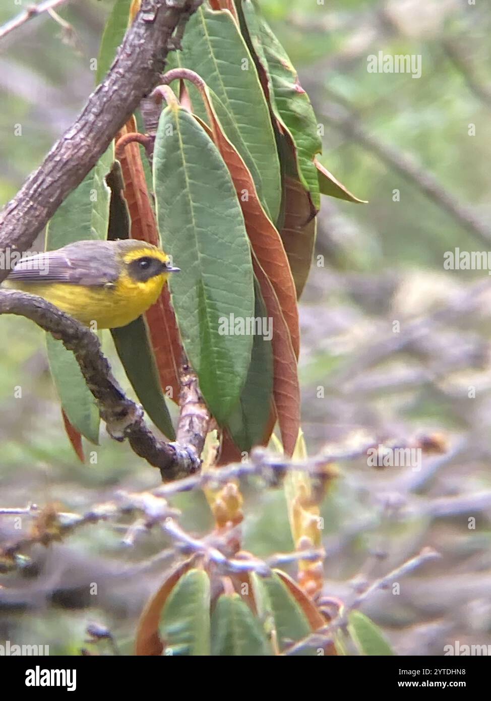 Yellow-bellied Fairy-Fantail (Chelidorhynx hypoxanthus Stock Photo - Alamy