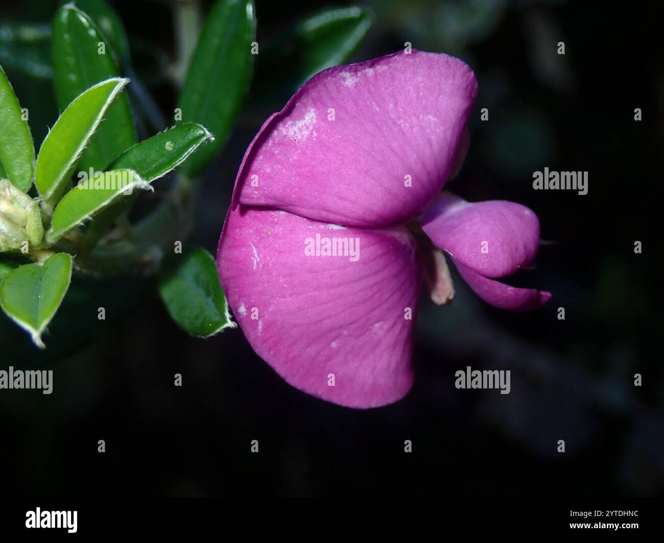 Box Capesweetpea (Podalyria buxifolia Stock Photo - Alamy