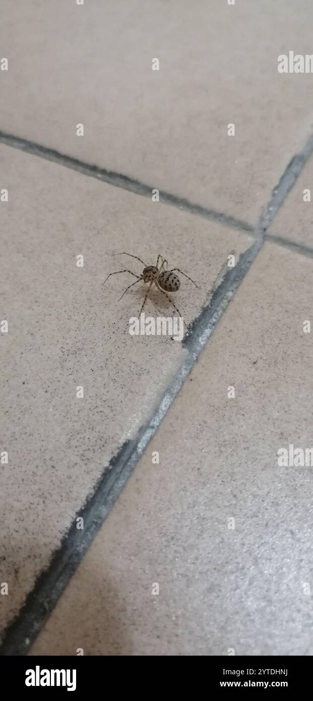 Common Spitting Spider (Scytodes thoracica Stock Photo - Alamy