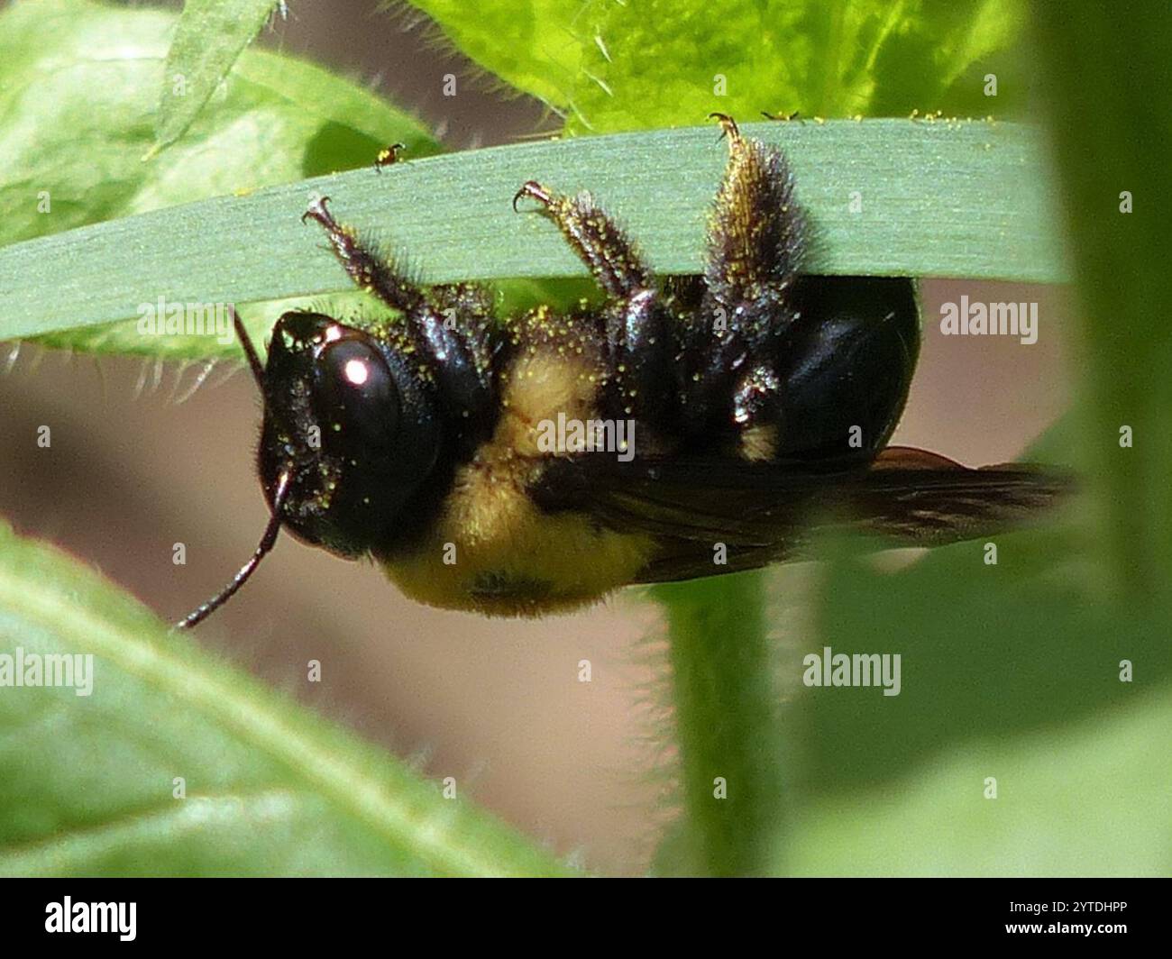 Eastern Carpenter Bee (Xylocopa virginica Stock Photo - Alamy