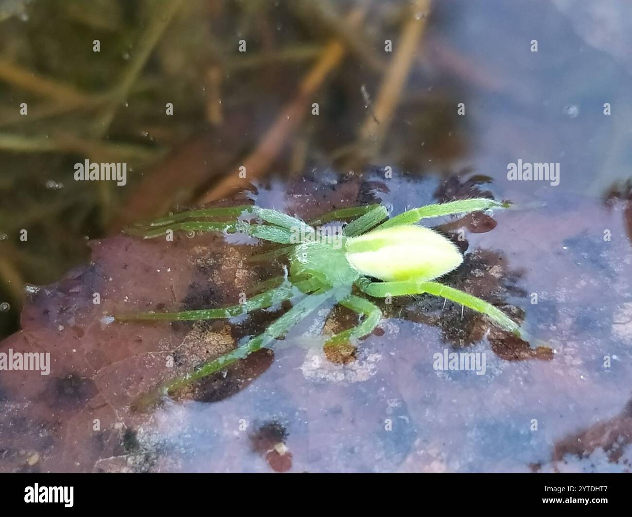 Green Huntsman Spider (Micrommata virescens Stock Photo - Alamy