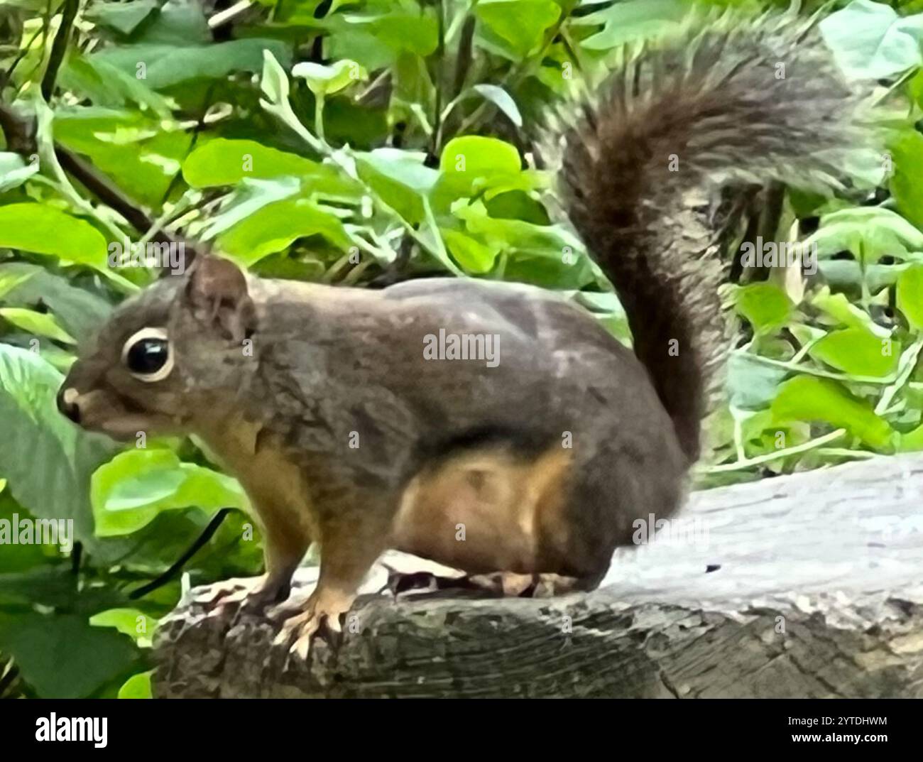 Douglas' Squirrel (Tamiasciurus douglasii Stock Photo - Alamy