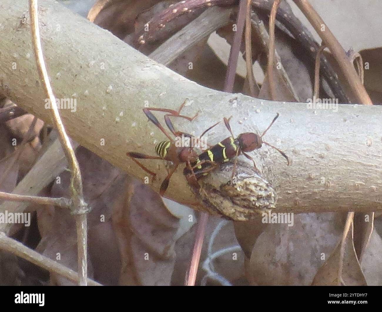 Red-headed Ash Borer (Neoclytus acuminatus Stock Photo - Alamy
