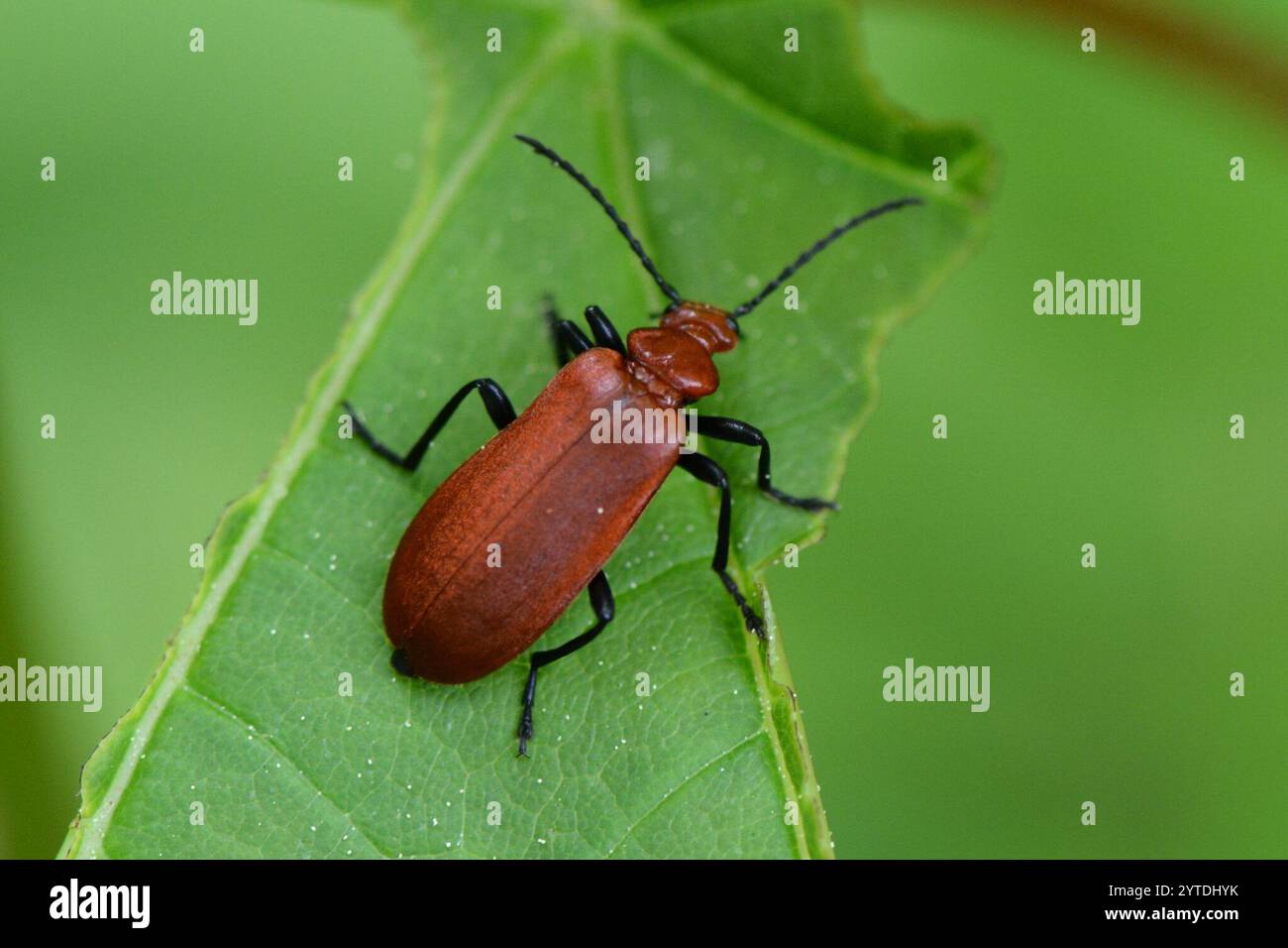 Common Cardinal Beetle (Pyrochroa serraticornis Stock Photo - Alamy