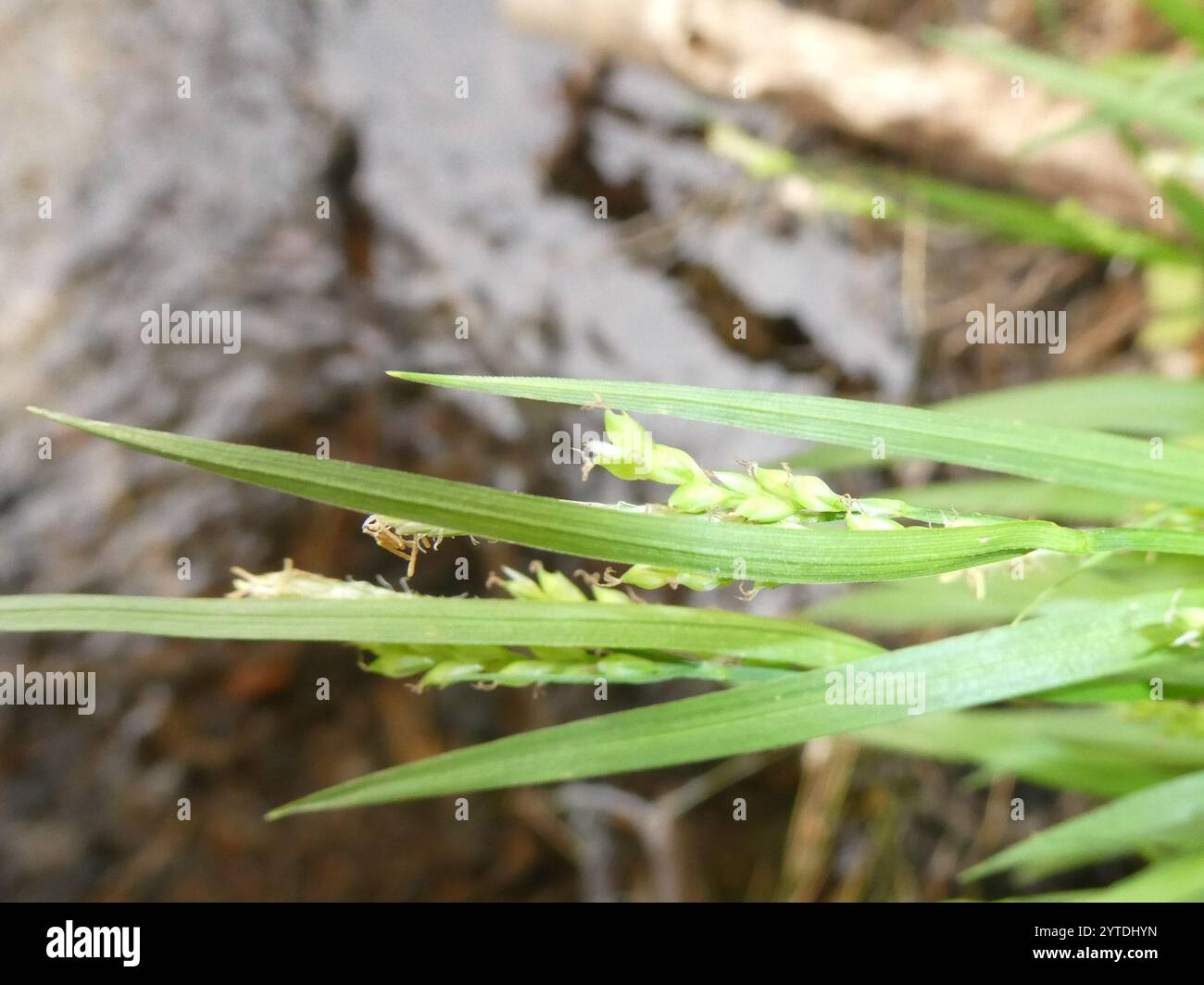 Carex sect. Paniceae (Paniceae Stock Photo - Alamy