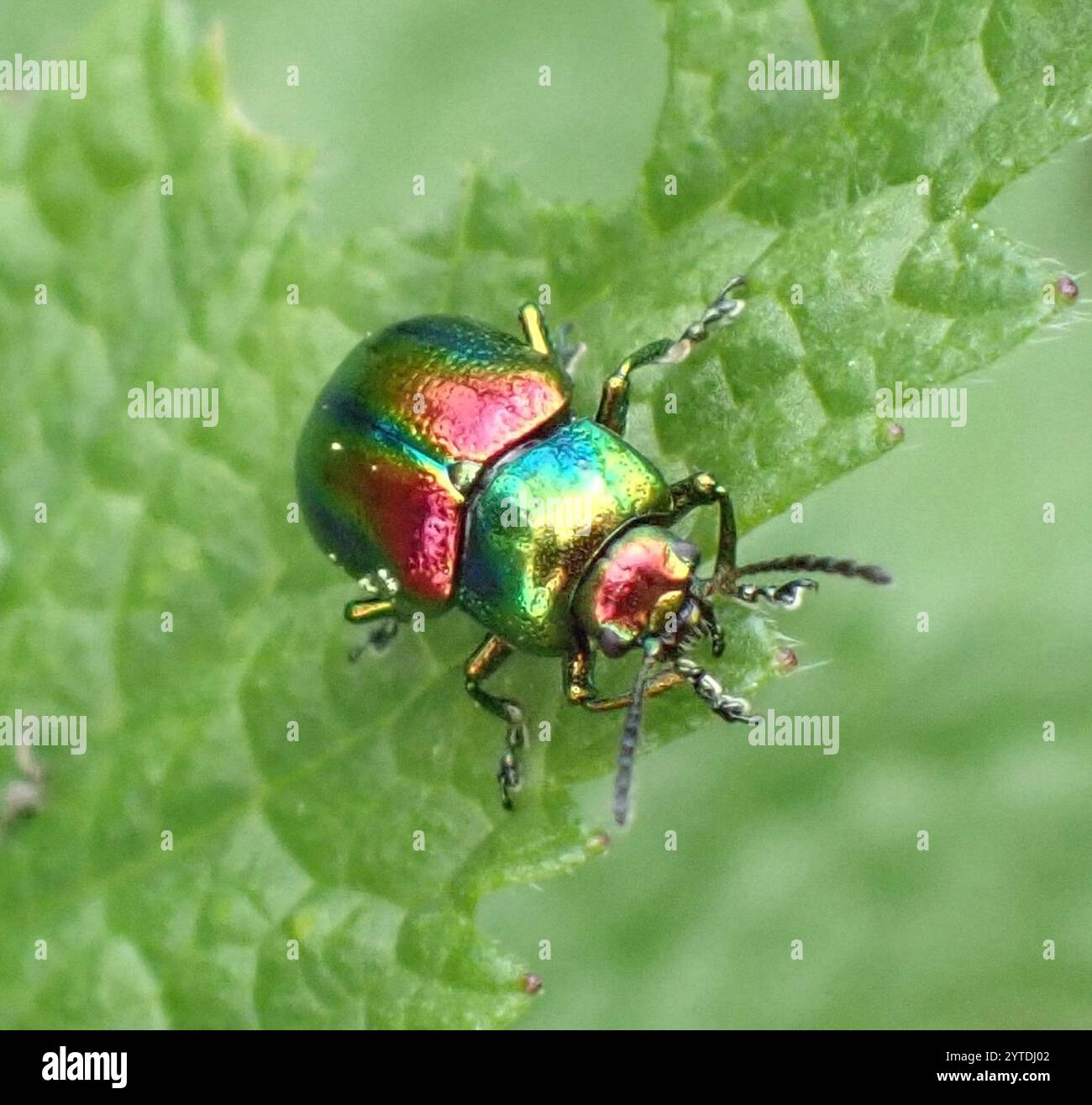 Dead-nettle Leaf Beetle (Fasta fastuosa Stock Photo - Alamy
